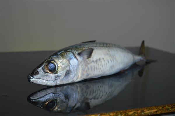 MACKEREL ( SCOMBER COLIAS ) Conxemar 2022