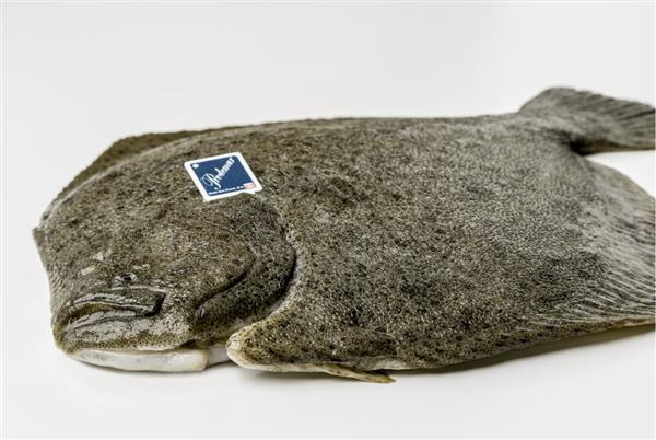 TURBOT (Psetta Maxima) Conxemar 2022