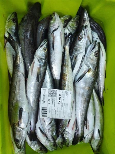 HAKE (MERLUCCIUS MERLUCCIUS) Conxemar 2022