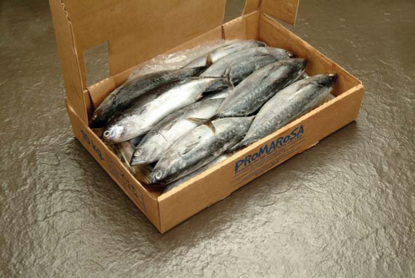 BULLET TUNA WR Conxemar 2022