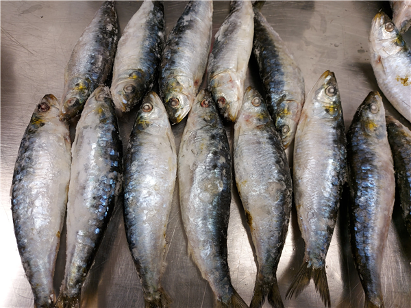IQF whole sardine Morocco (sardina pilchardus) Conxemar 2022